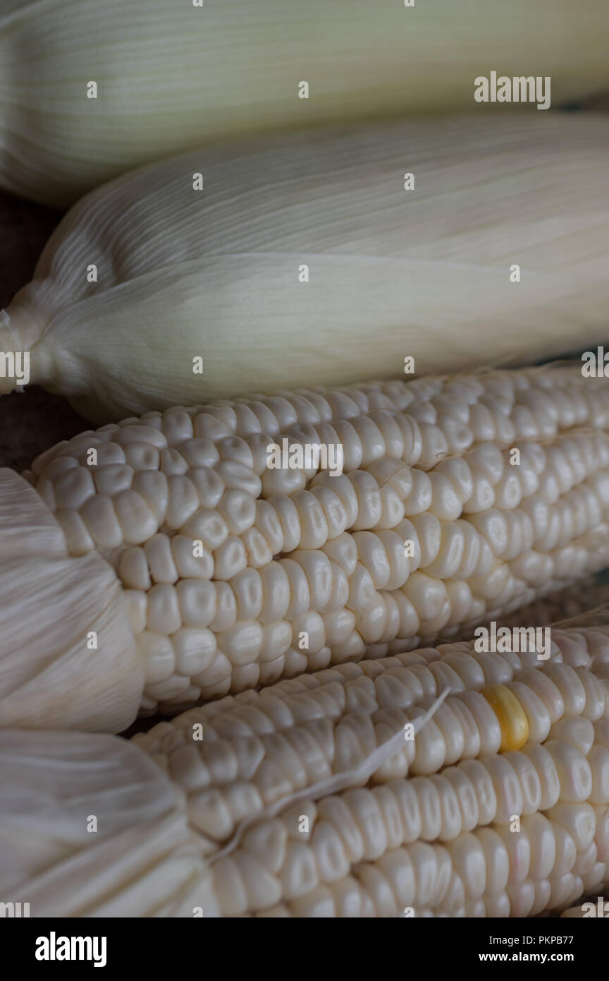 Indian corn, maize ear or corn farm, the fresh green corn plants are ...
