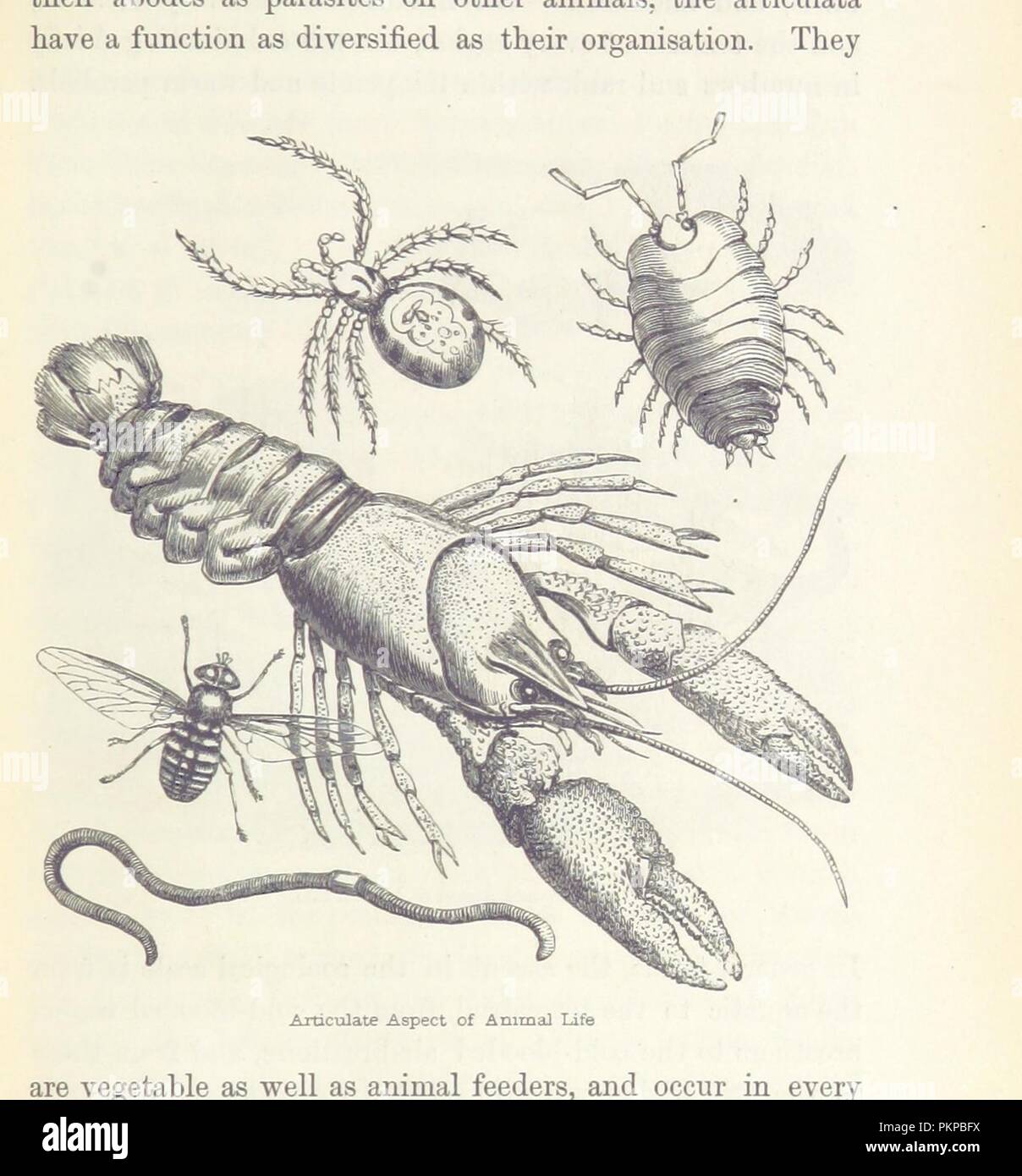 Image from page 71 of 'The Past and Present Life of the Globe; being a ...