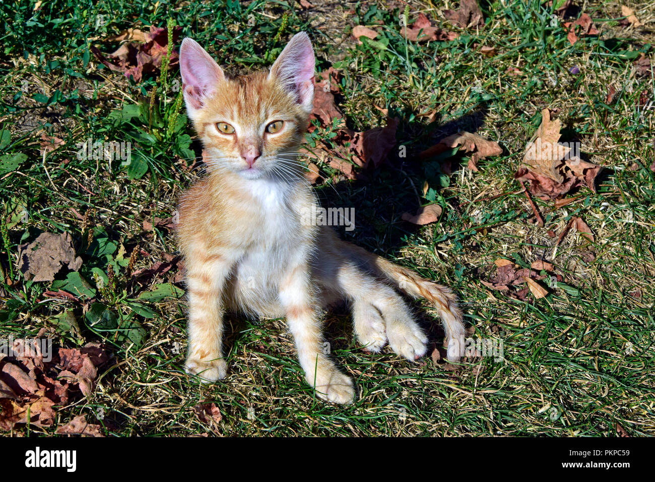 A rusty-white striped tabby kitten laying in bright sunlight on the ...
