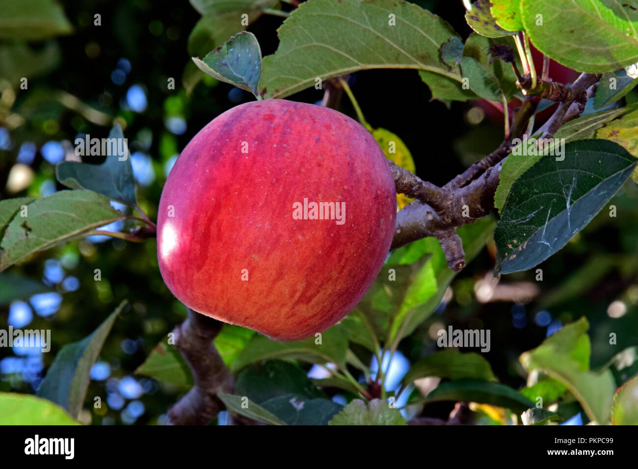 Close-up lateral view on a shiny, ripe, red apple with streaked peel ...