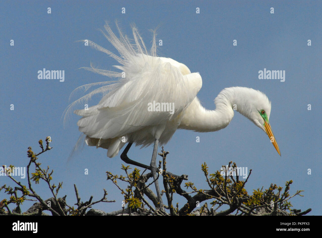 Great white egret face hi-res stock photography and images - Alamy