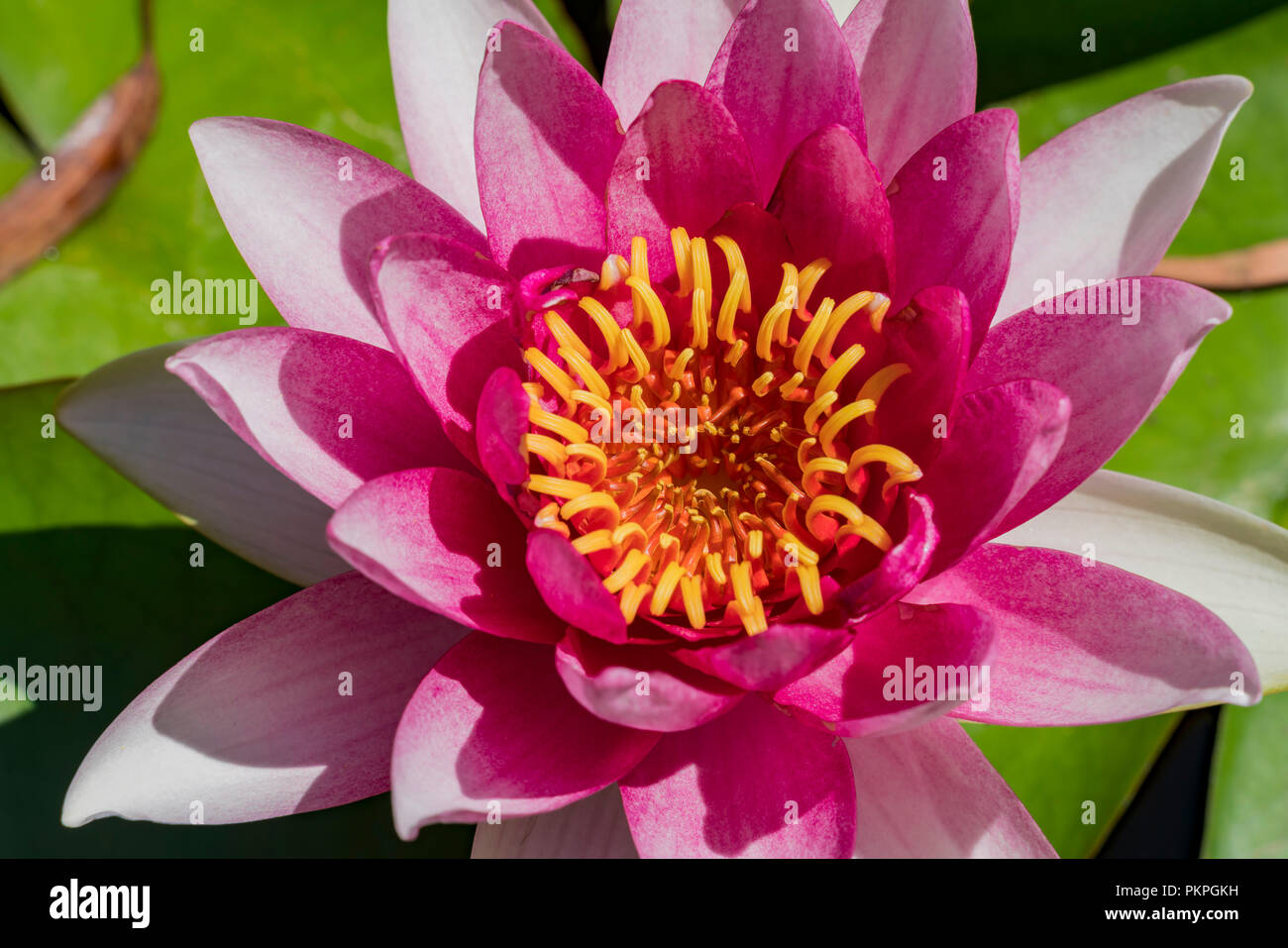 Nymphaea tetragona hi-res stock photography and images - Alamy