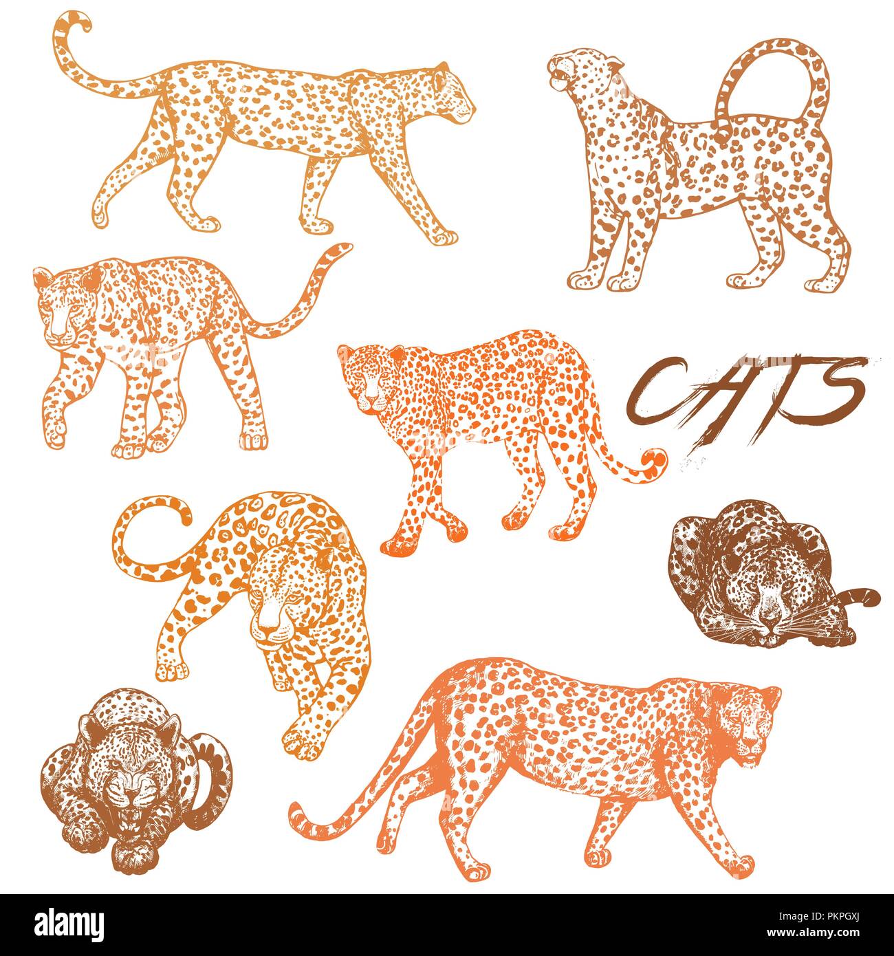 Set of hand drawn sketch style leopards isolated on white background ...