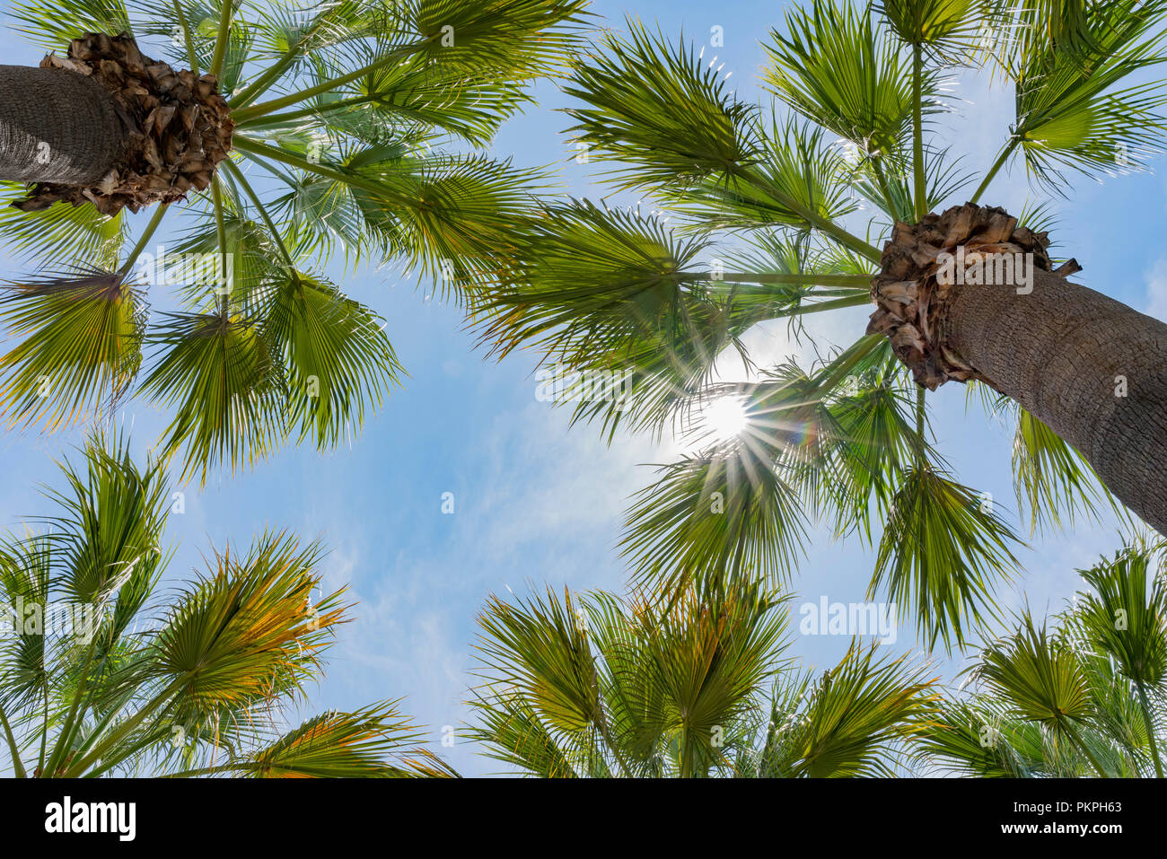Looking up the palm tree with blue sky, photo took at Los Angeles Stock ...