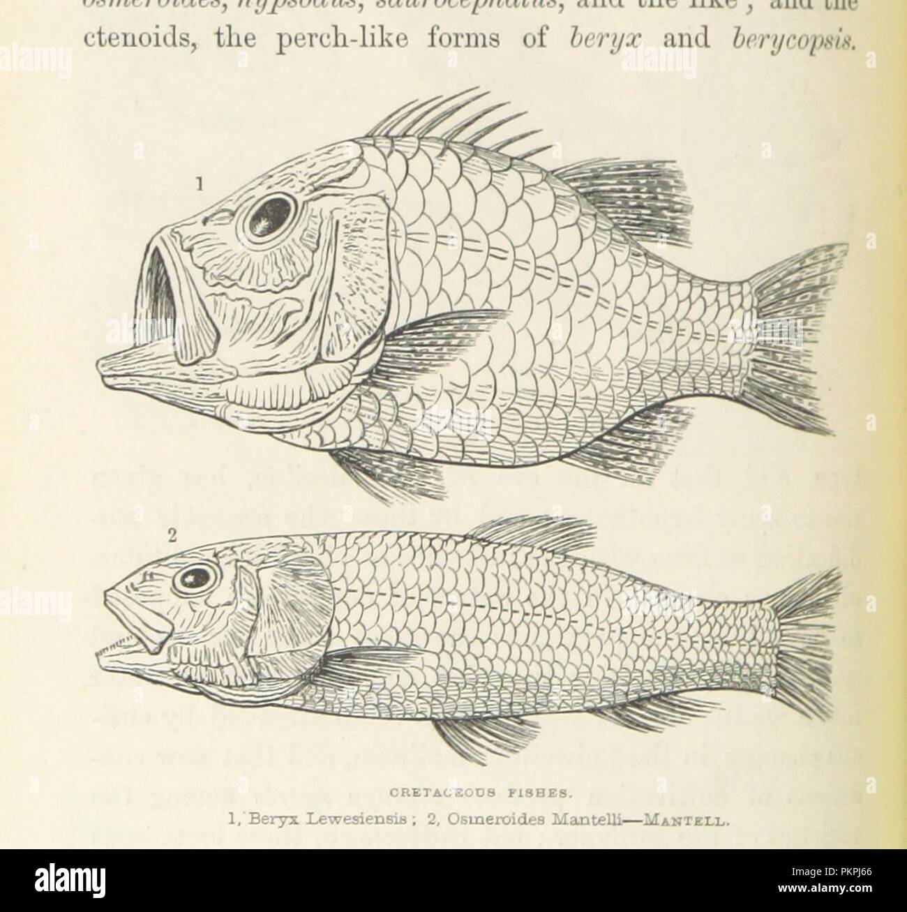 Image from page 156 of 'The Past and Present Life of the Globe; being a ...