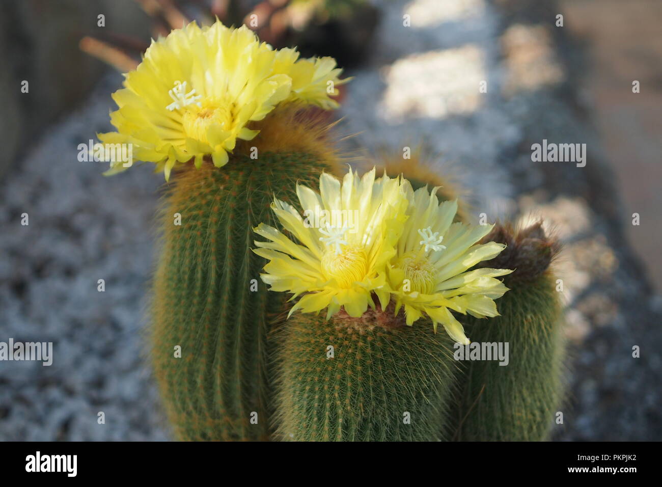 Cactus with yellow flowers, fully open in the sunshine Stock Photo - Alamy
