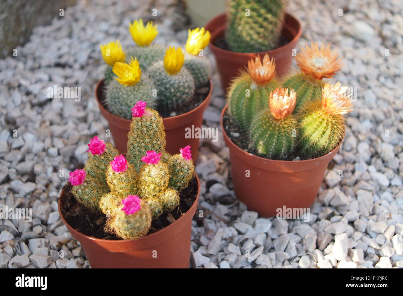 Group of small cacti in flower Stock Photo - Alamy