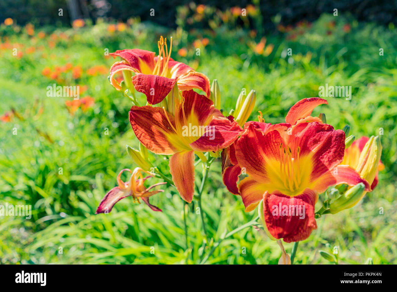 Beautiful daylilies hi-res stock photography and images - Alamy