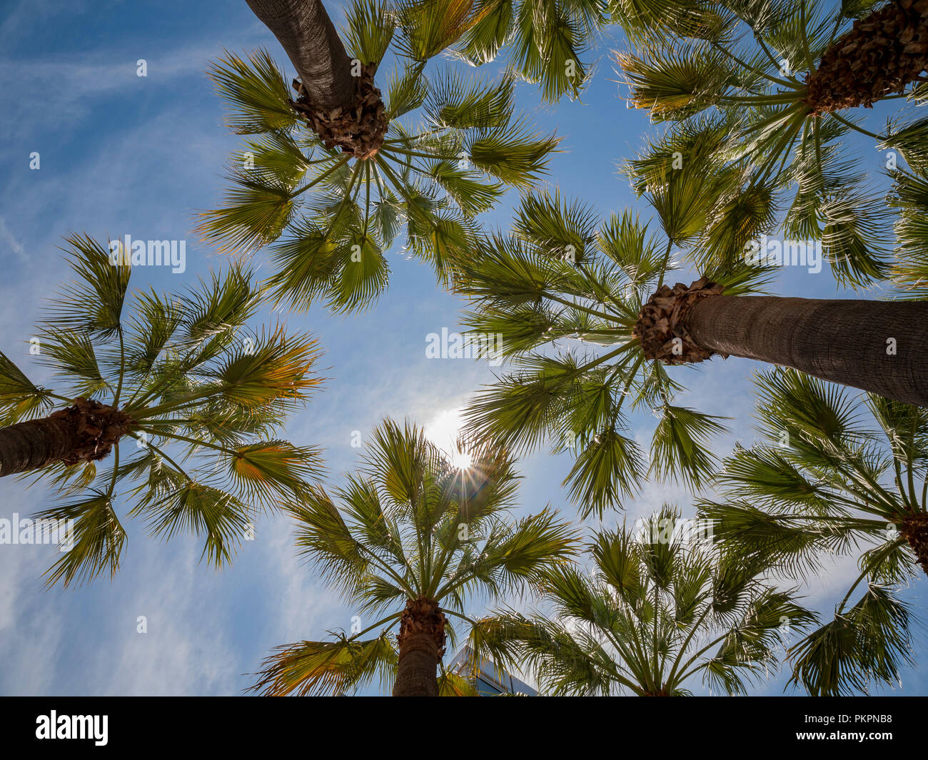 Looking up the palm tree with blue sky, photo took at Los Angeles Stock ...