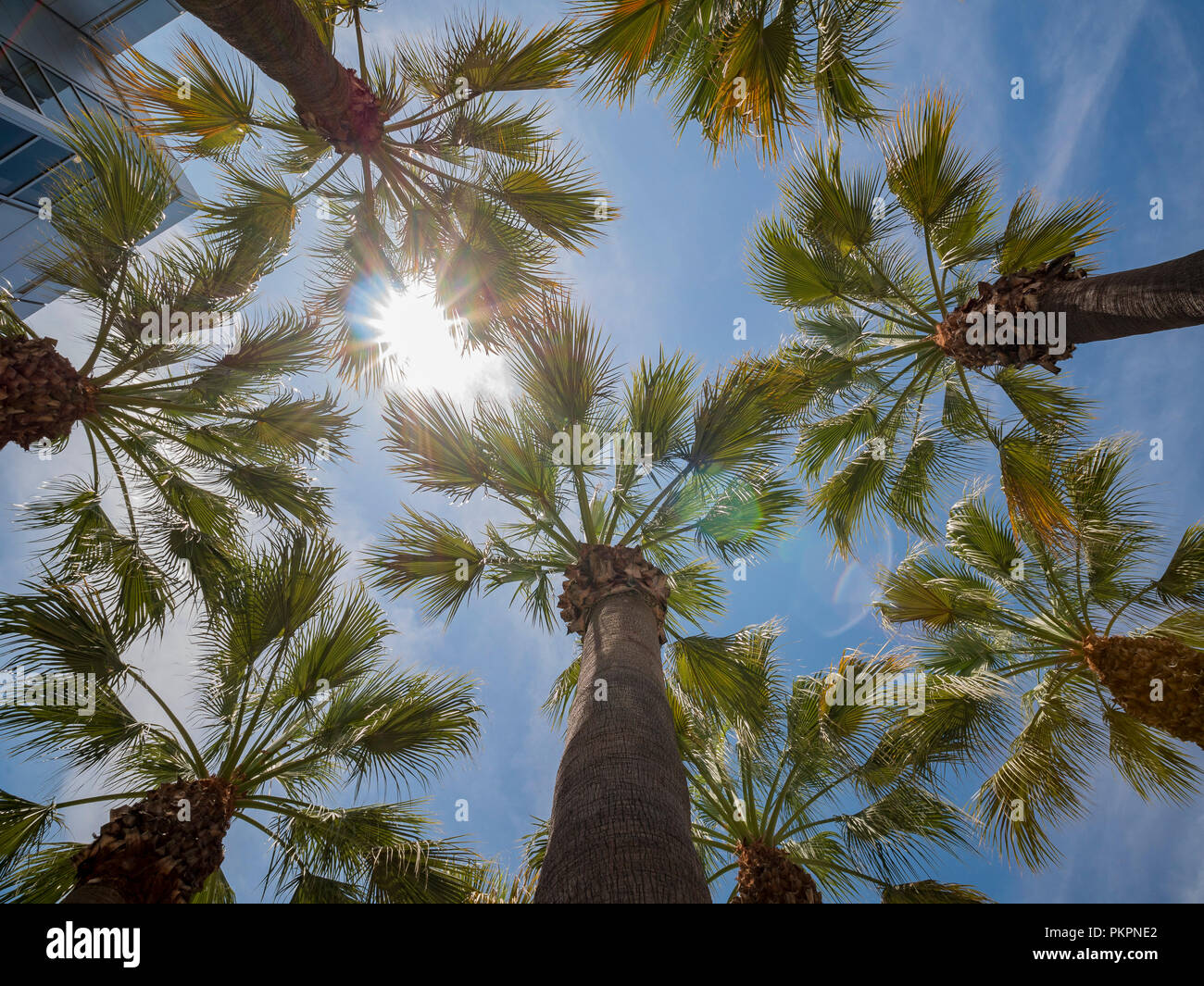 Looking up the palm tree with blue sky, photo took at Los Angeles Stock ...