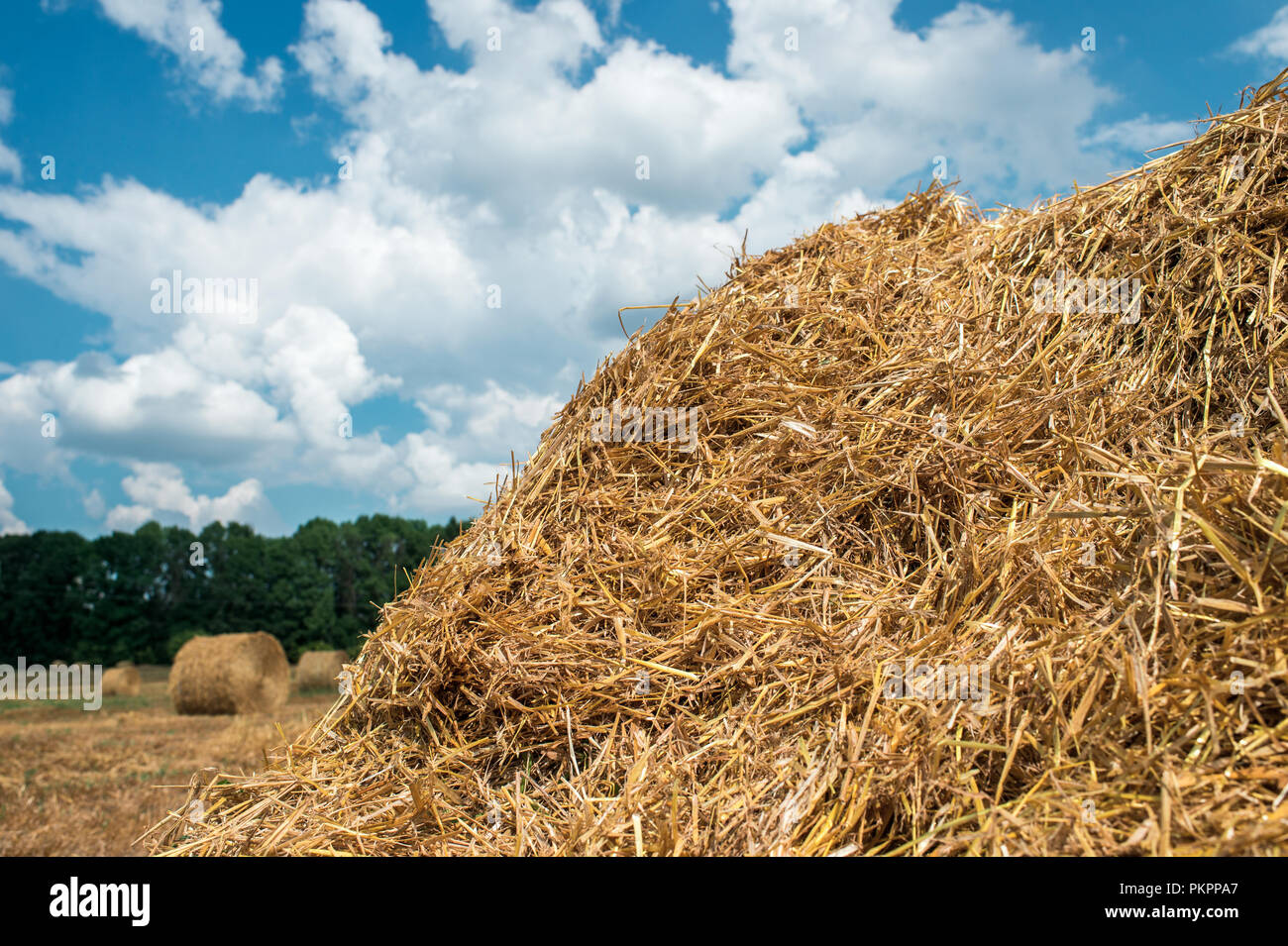 hay after harvest Stock Photo - Alamy