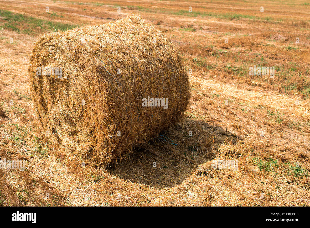 a haystack in the field after harvest Stock Photo - Alamy