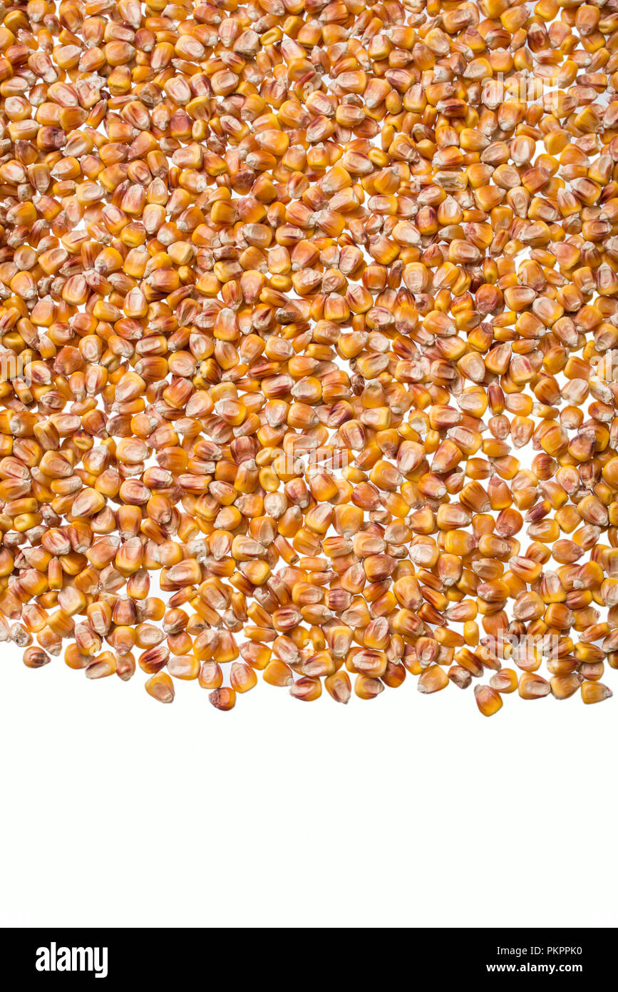 corn grain close-up Stock Photo - Alamy