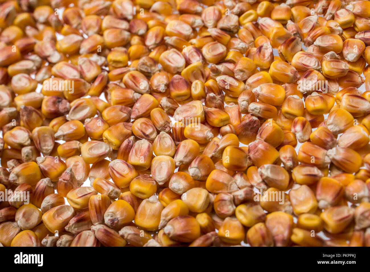 corn grain close-up Stock Photo - Alamy