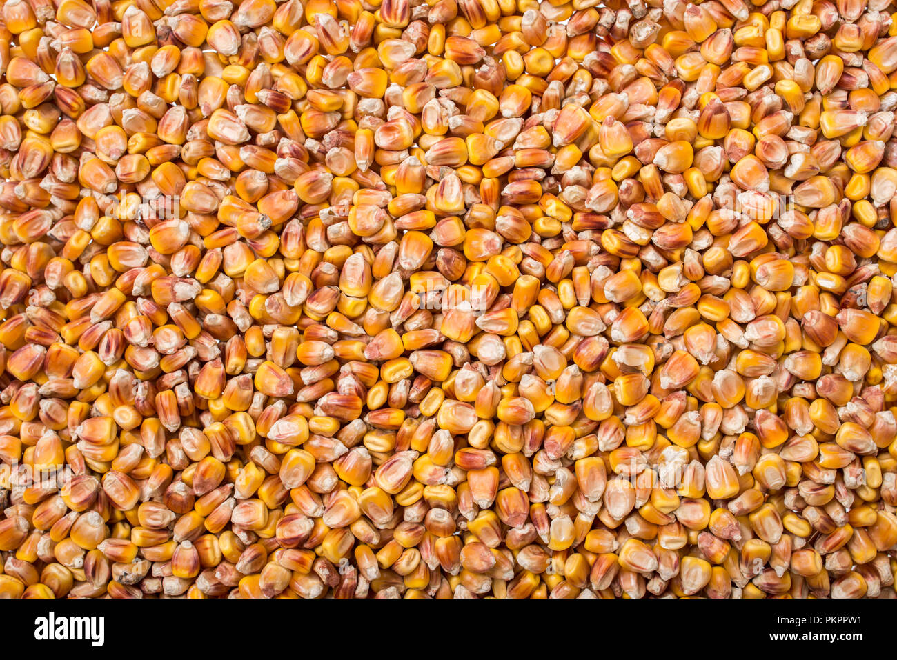 corn grain close-up Stock Photo - Alamy