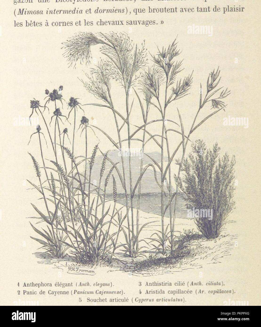 Image from page 236 of 'Le Désert et le Monde Sauvage . Illustrations par Yan' D'argent, etc ...