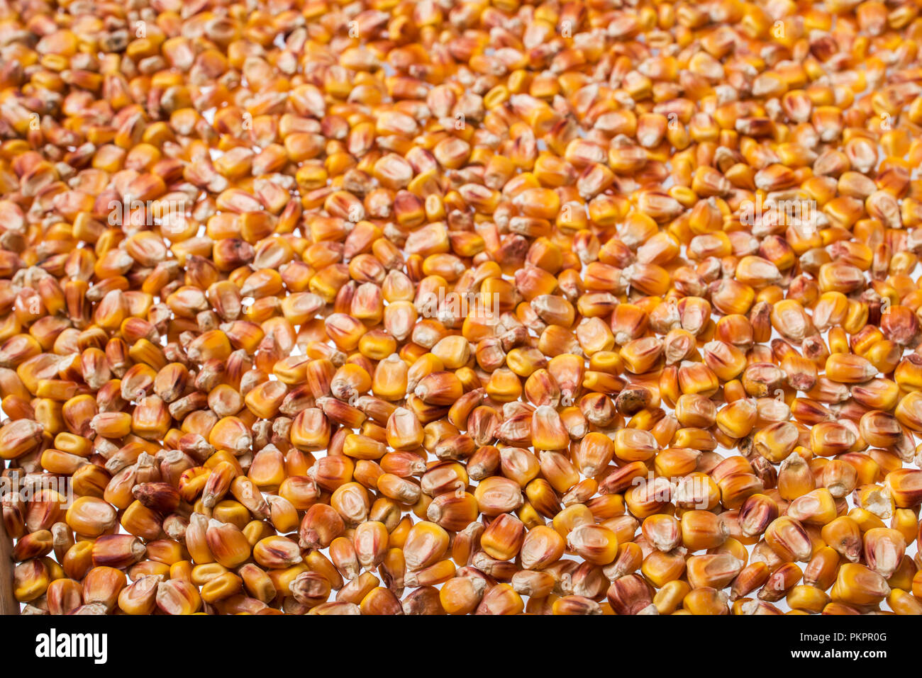 corn grain close-up Stock Photo - Alamy