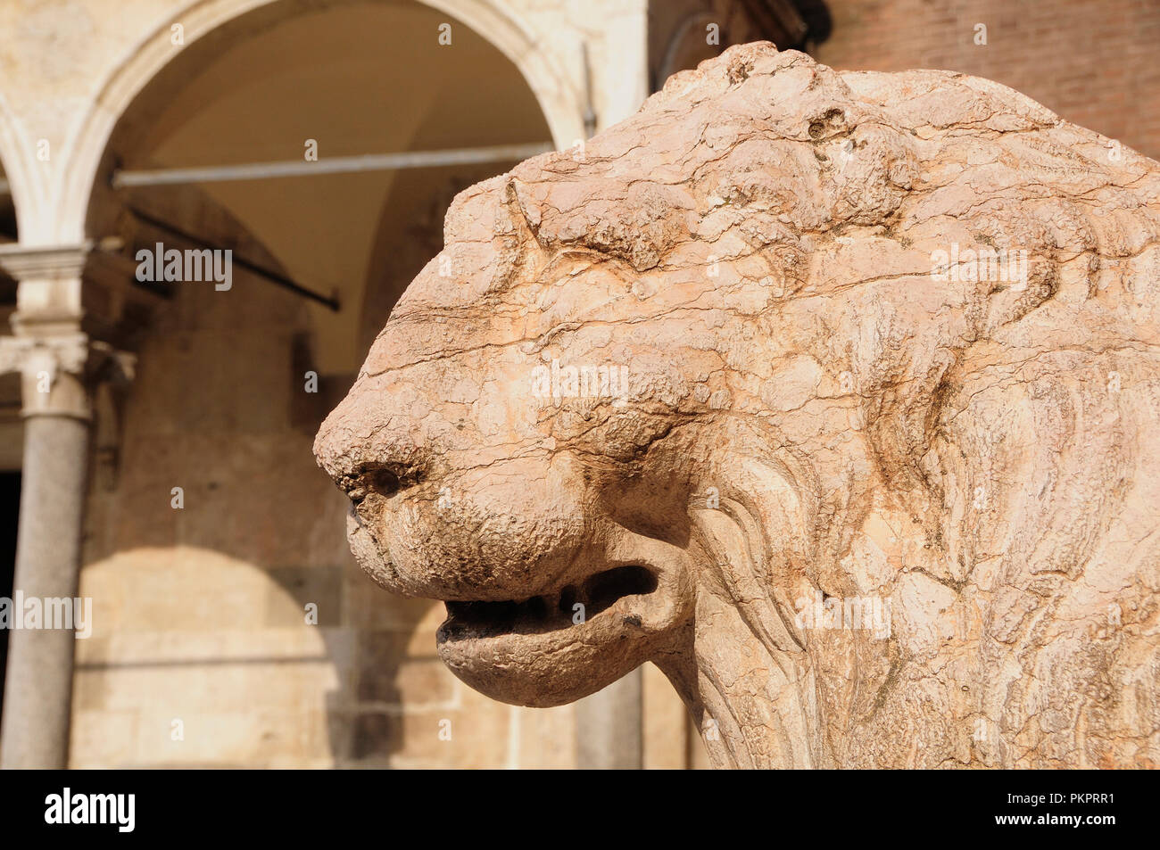 Lion violin hi-res stock photography and images - Alamy