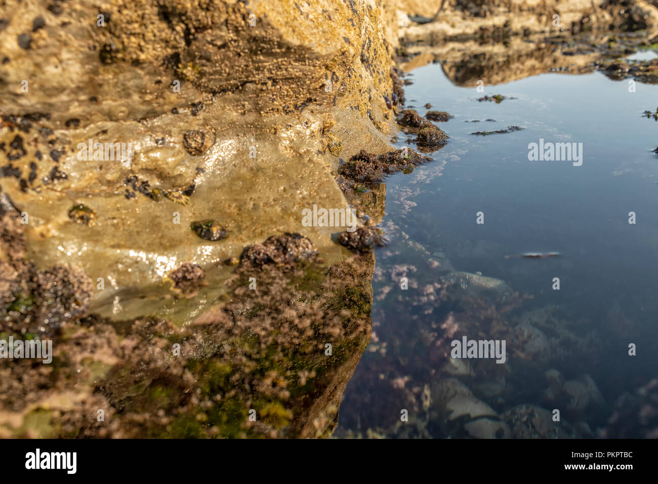 Oceanic pools with seaweed and rocks and marine life Stock Photo - Alamy