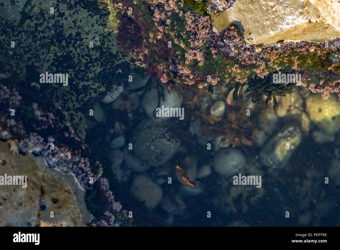 Oceanic pools with seaweed and rocks and marine life. Seen from above ...