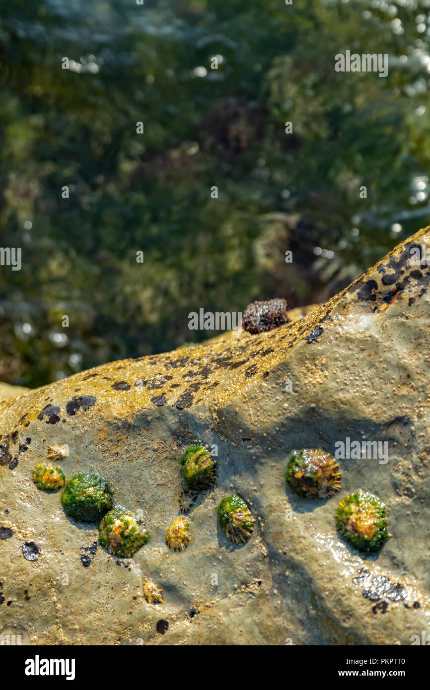 Purple sea urchin tide pool hi-res stock photography and images - Alamy