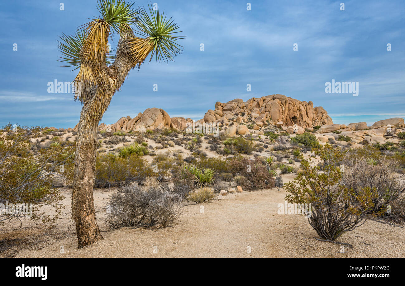 A yucca tree and rock formations in Joshua Tree National Park ...