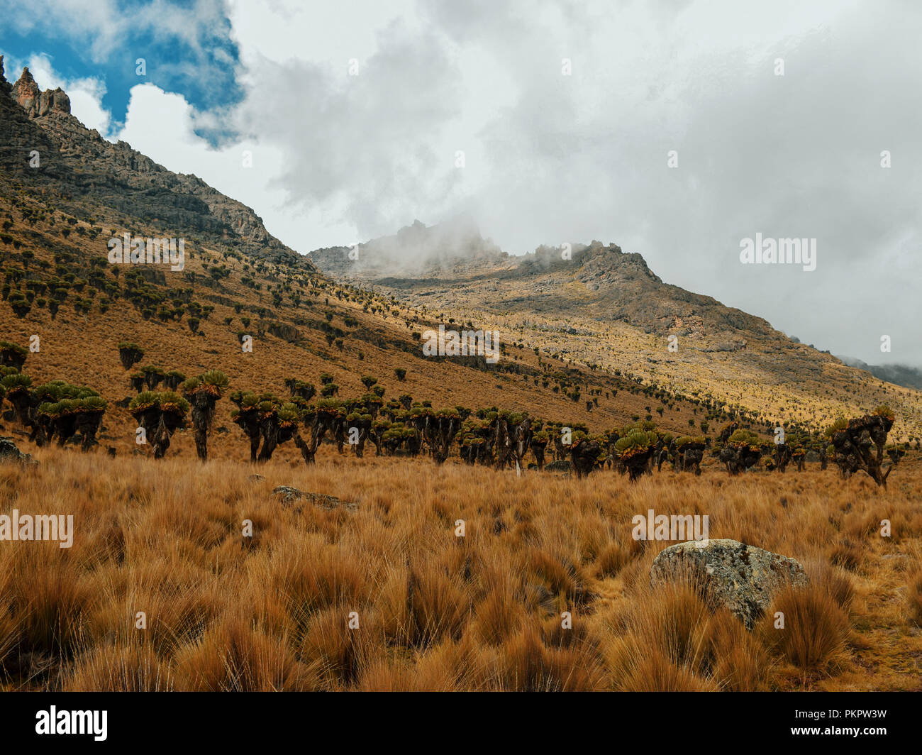 Giant groundsels growing at the volcanic rock formations of Mount Kenya ...