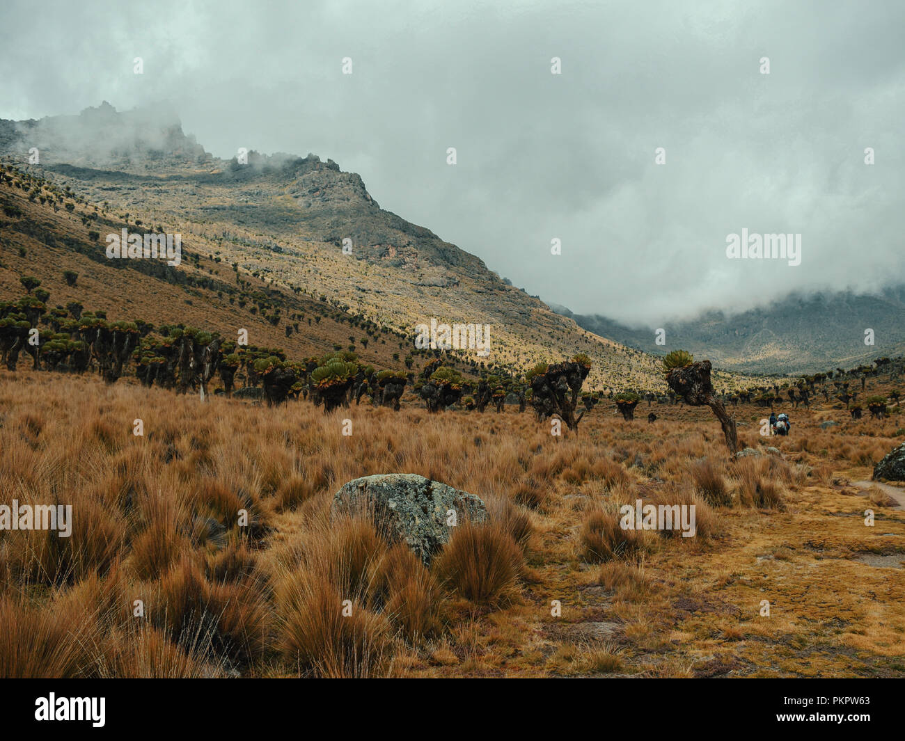 Giant groundsels growing at the volcanic rock formations of Mount Kenya ...