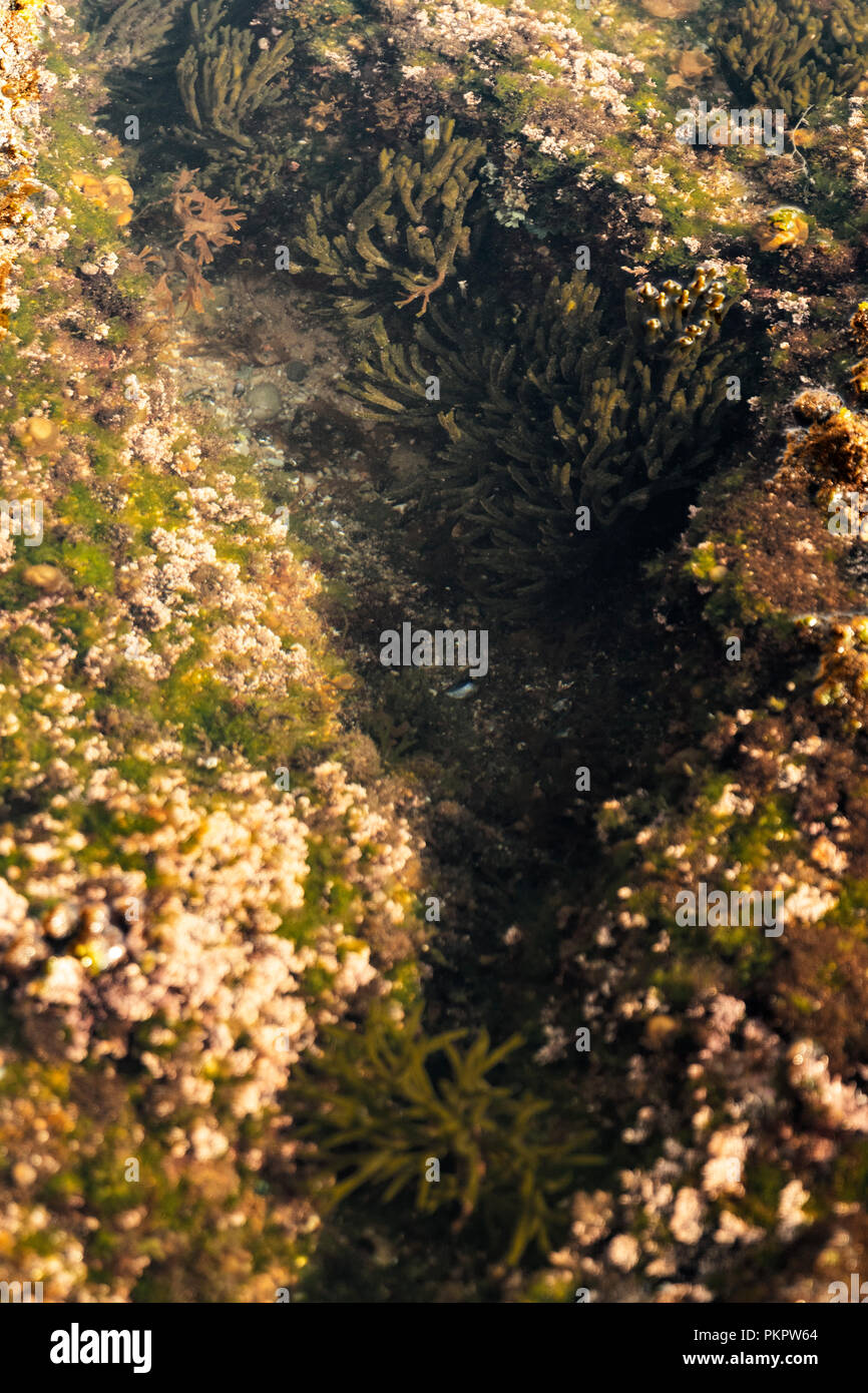 Oceanic pools with seaweed and rocks and marine life. Seen from above ...