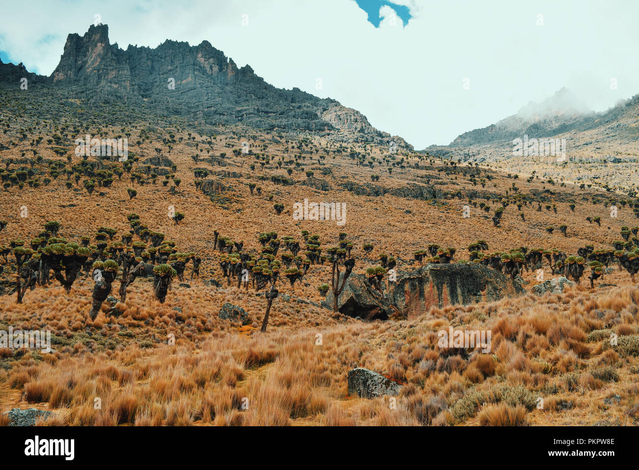 Giant groundsels growing at the volcanic rock formations of Mount Kenya ...