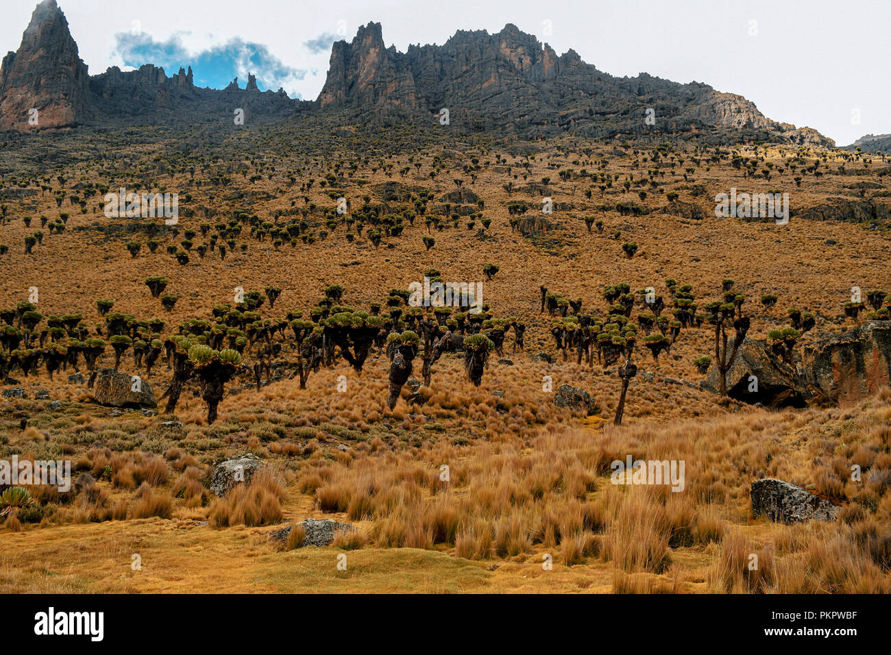 Giant groundsels growing at the volcanic rock formations of Mount Kenya ...