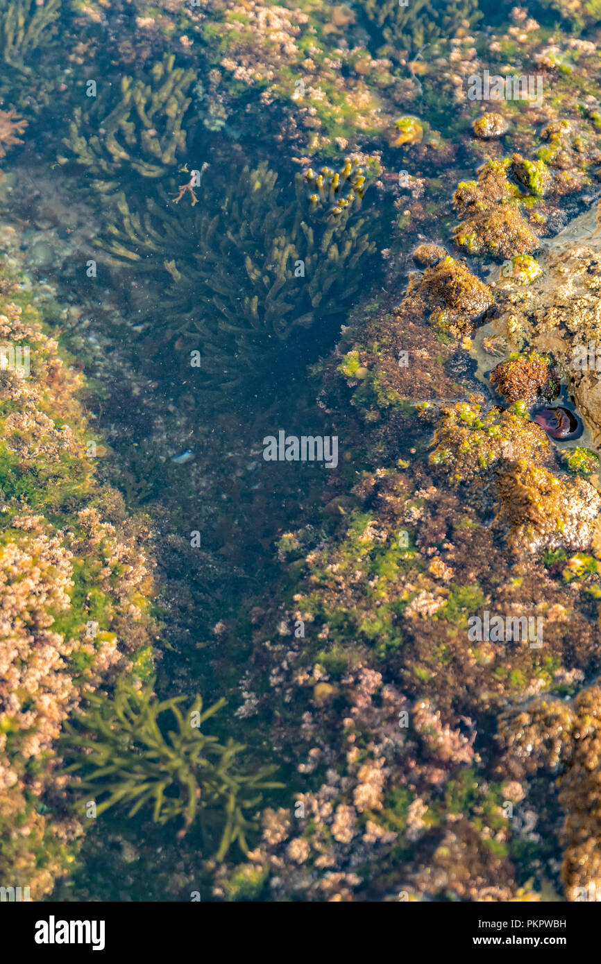 Oceanic pools with seaweed and rocks and marine life. Seen from above ...