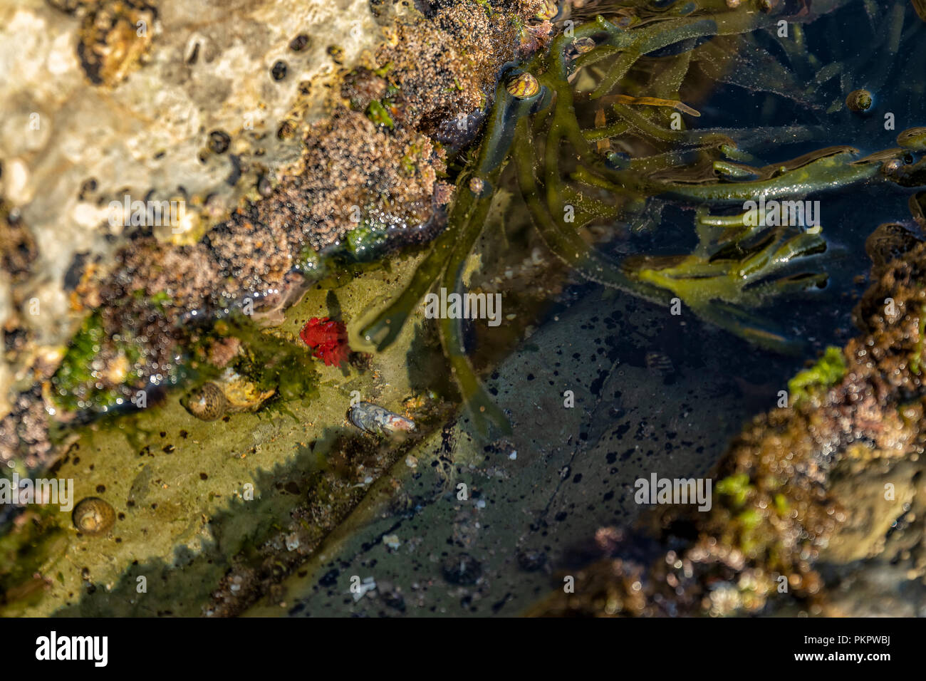 Oceanic pools with seaweed and rocks and marine life. Seen from above ...
