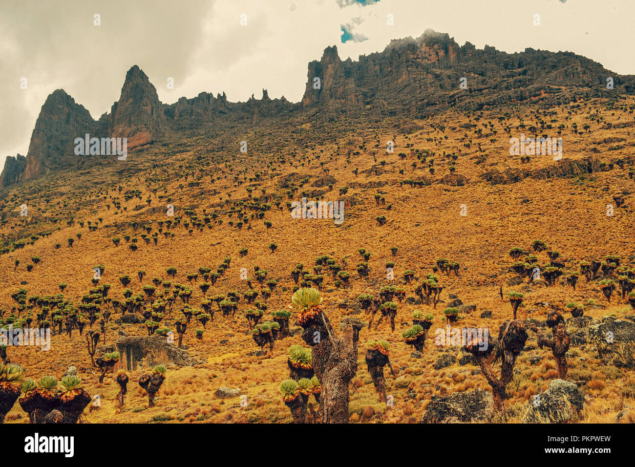 Giant groundsels growing at the volcanic rock formations of Mount Kenya ...