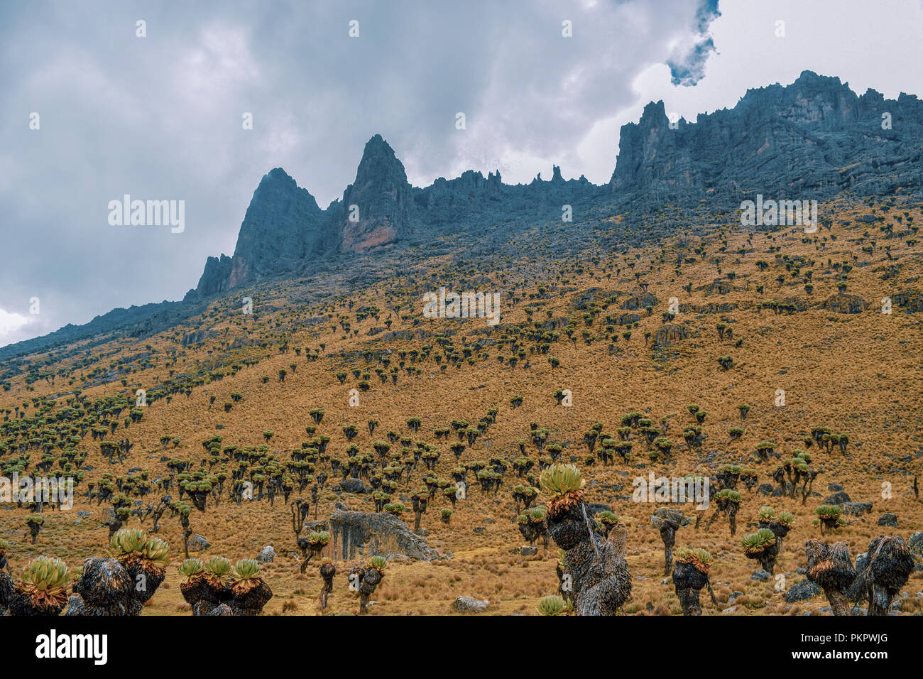 Giant groundsels growing at the volcanic rock formations of Mount Kenya ...