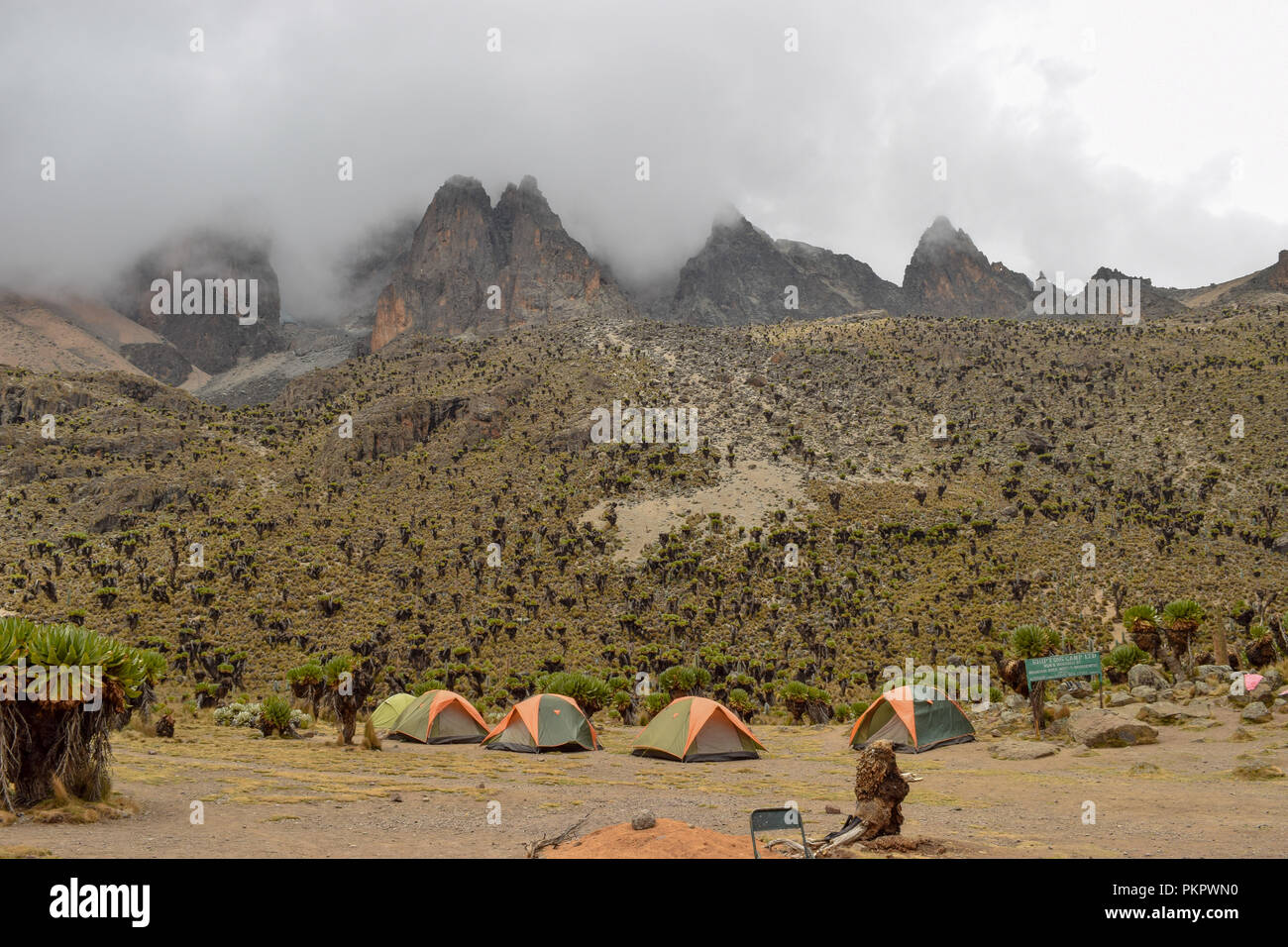 Giant groundsels growing at the volcanic rock formations of Mount Kenya ...