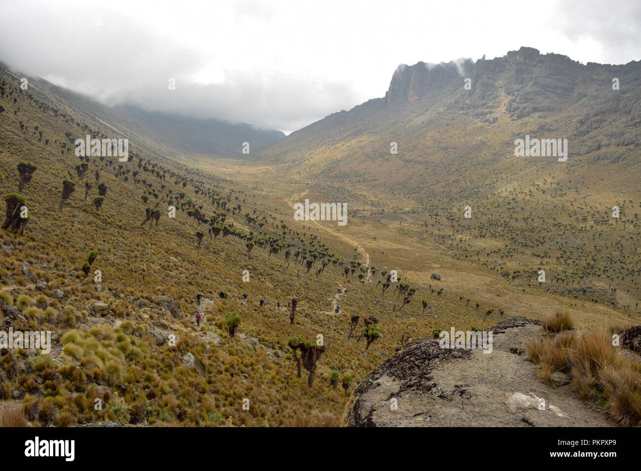 Giant groundsels growing at the volcanic rock formations of Mount Kenya ...