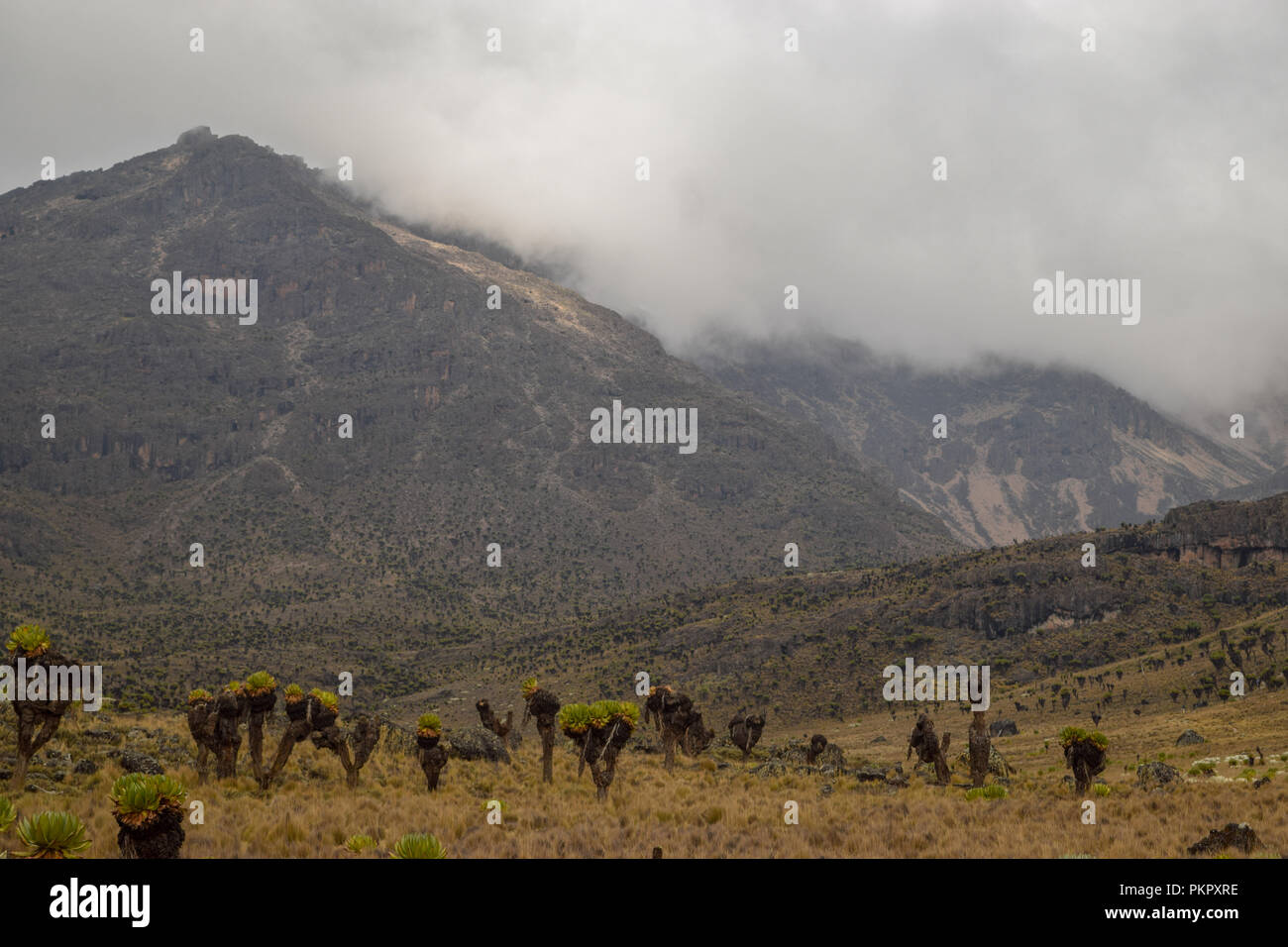 Giant groundsels growing at the volcanic rock formations of Mount Kenya ...