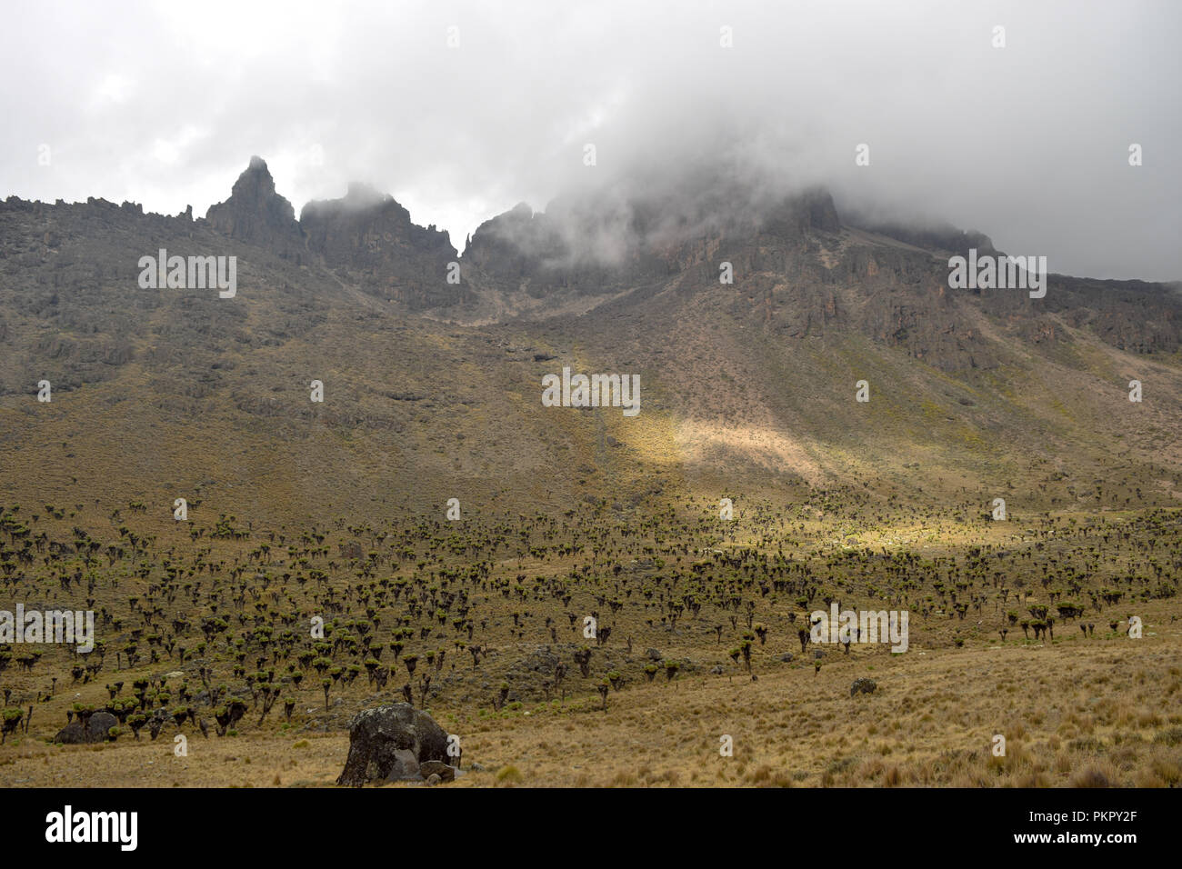 Giant groundsels growing at the volcanic rock formations of Mount Kenya ...