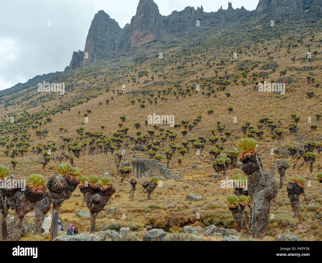Giant groundsels growing at the volcanic rock formations of Mount Kenya ...