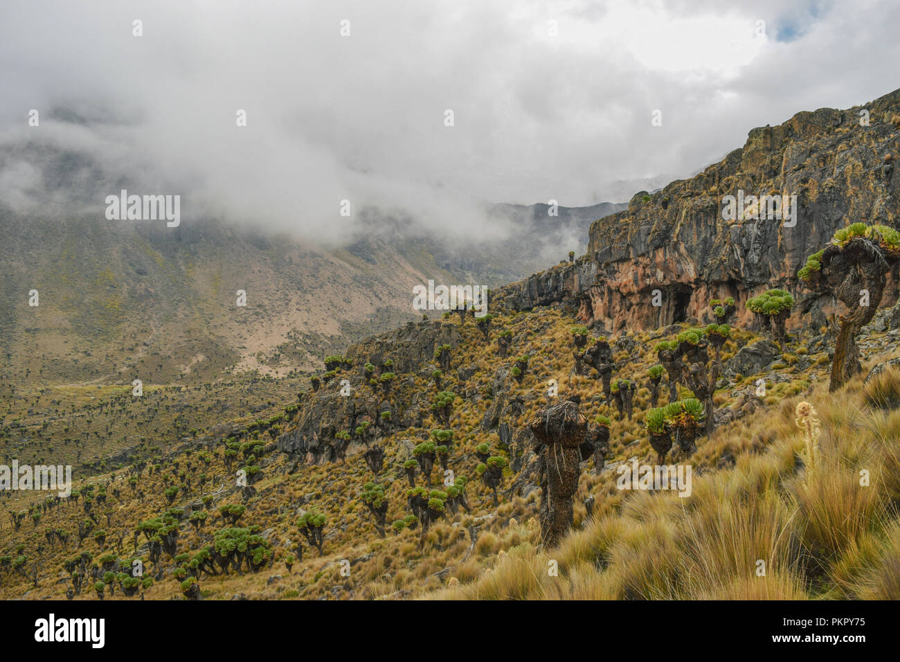 Giant groundsels growing at the volcanic rock formations of Mount Kenya ...