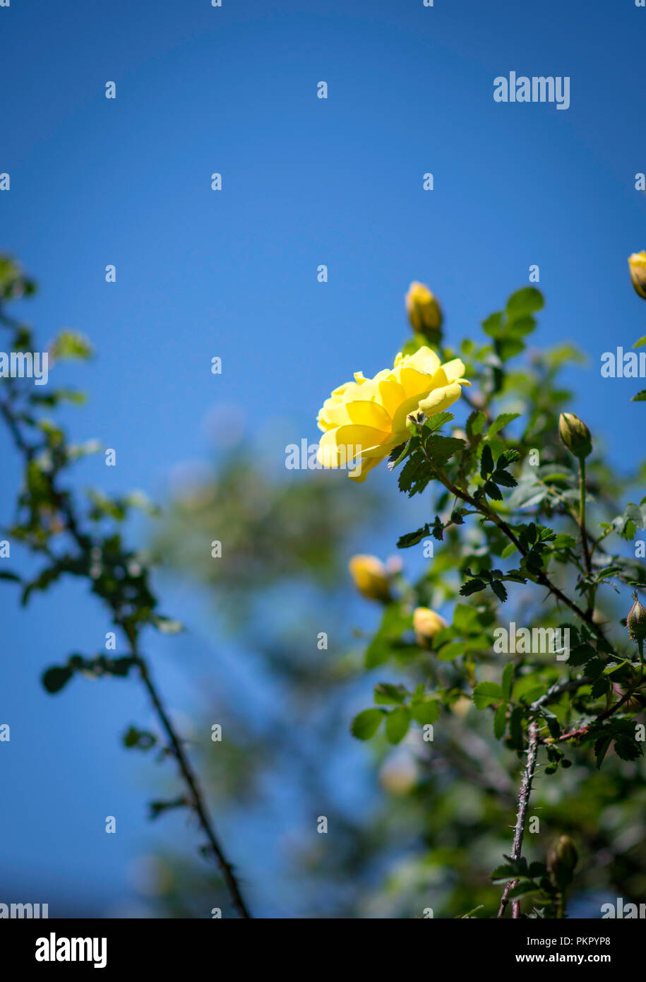 Vine forms hi-res stock photography and images - Alamy
