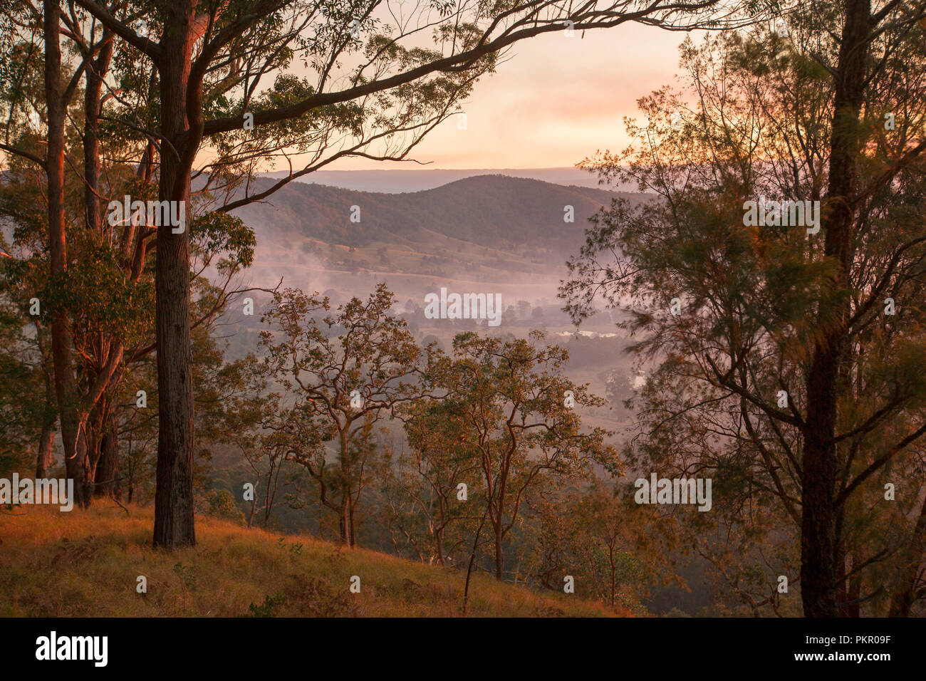 Sunrise with golden sky and mist lying in valley below forest at ...