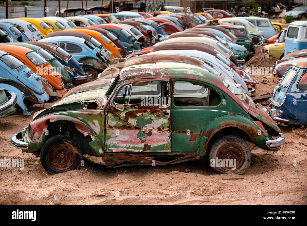 Rusting old Volkswagen Beetles in a scrapyard in Moab, Utah, USA Stock ...