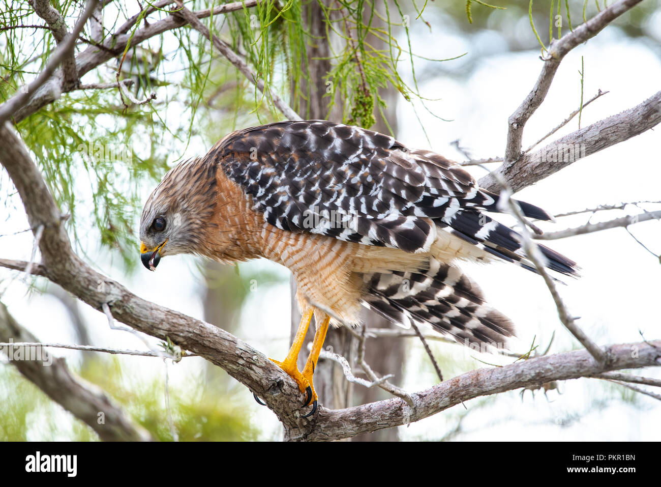 Baby hawk hi-res stock photography and images - Alamy