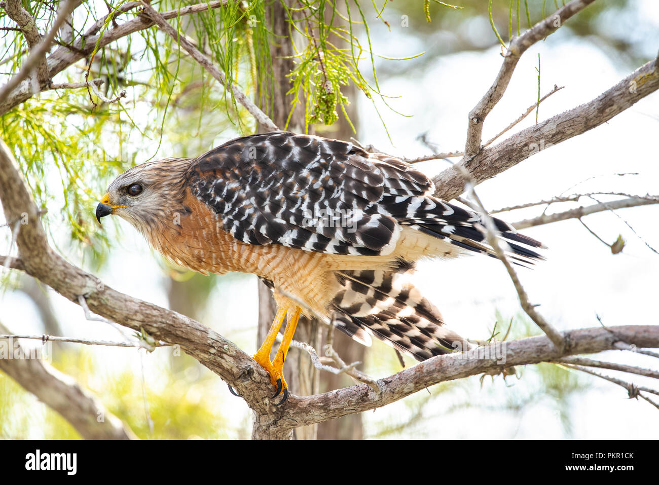 Black shouldered hawk hi-res stock photography and images - Alamy
