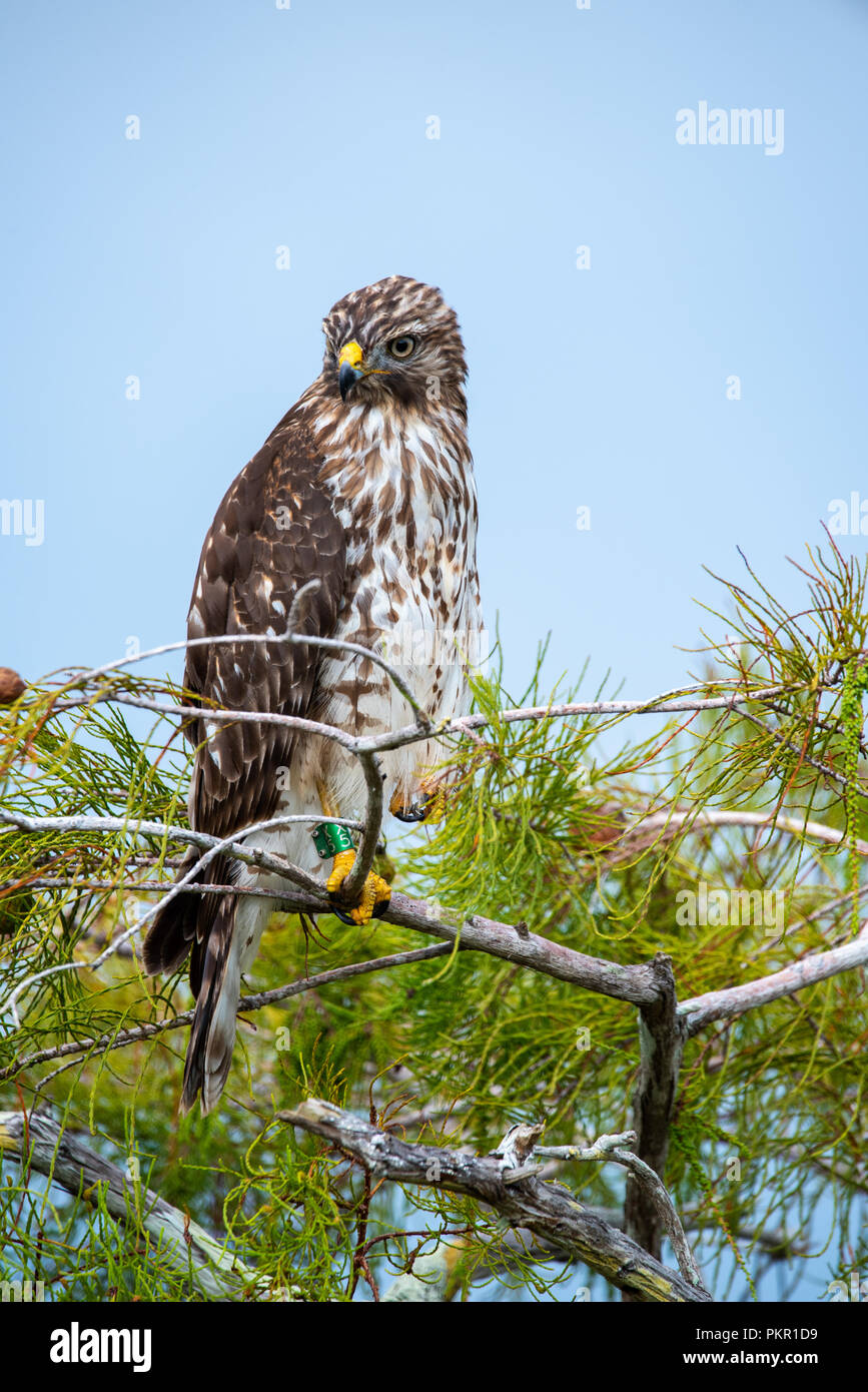 Black shouldered hawk hi-res stock photography and images - Alamy
