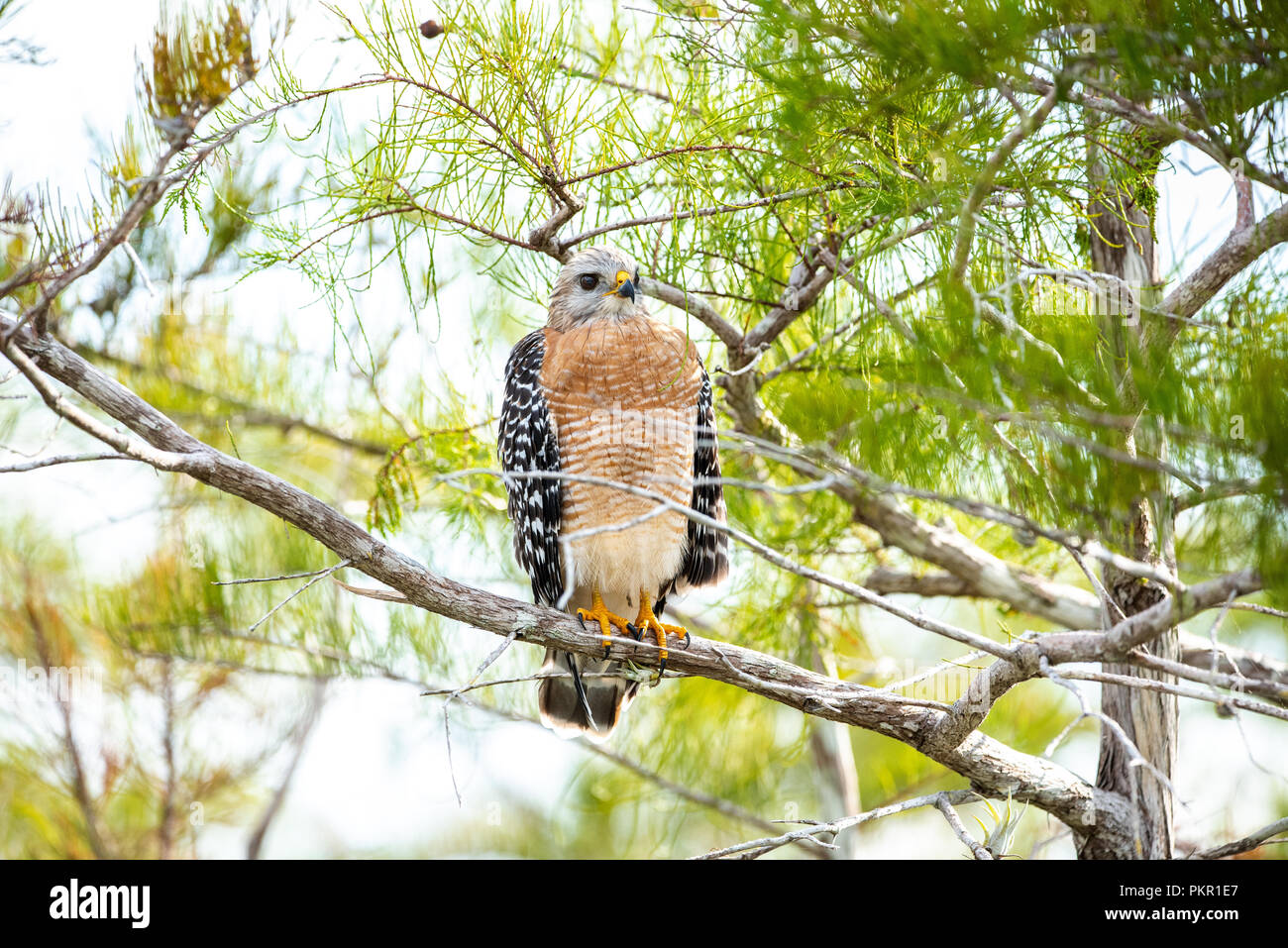 Black shouldered hawk hi-res stock photography and images - Alamy