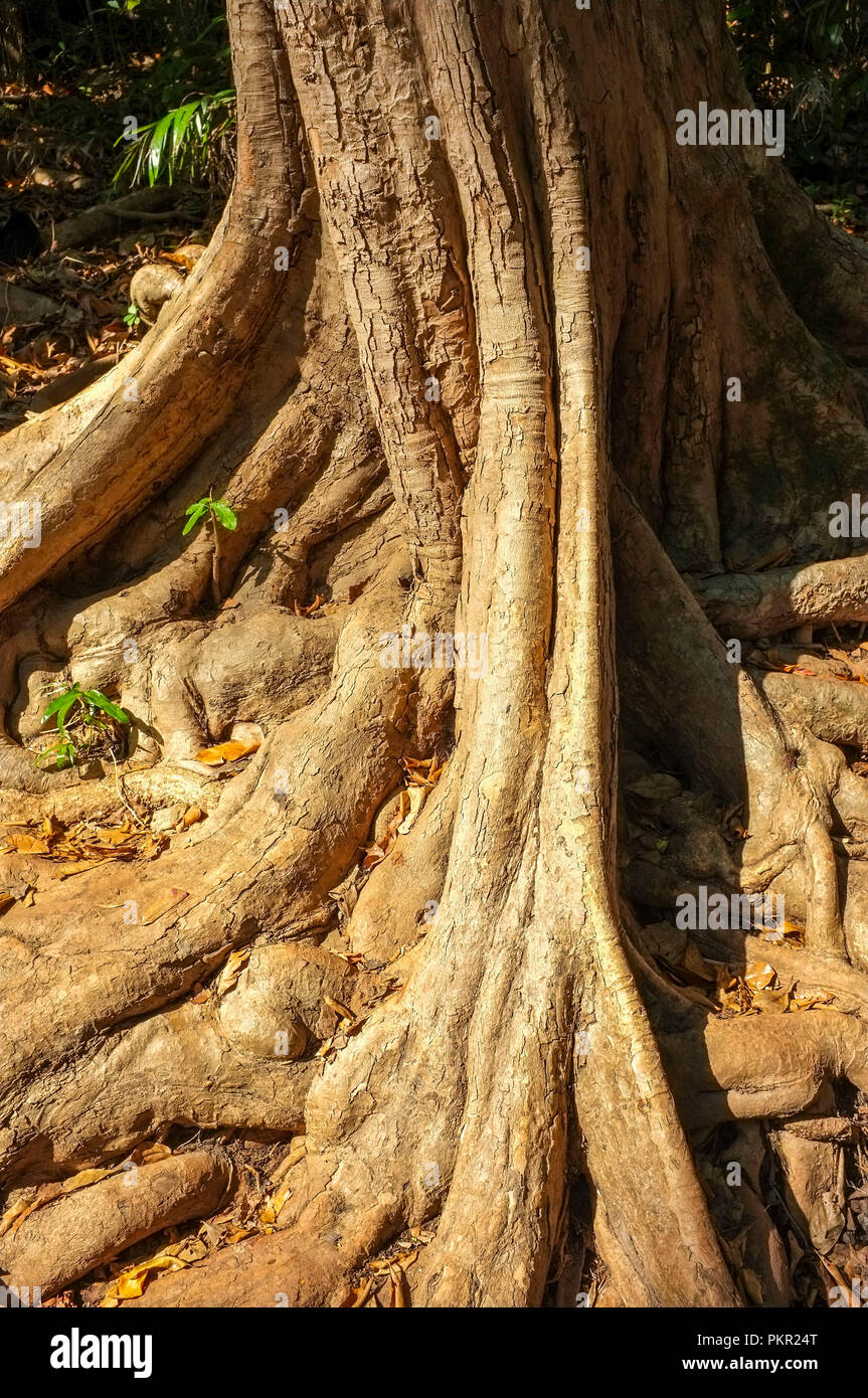 Roots and trunk of a tropical tree Stock Photo - Alamy