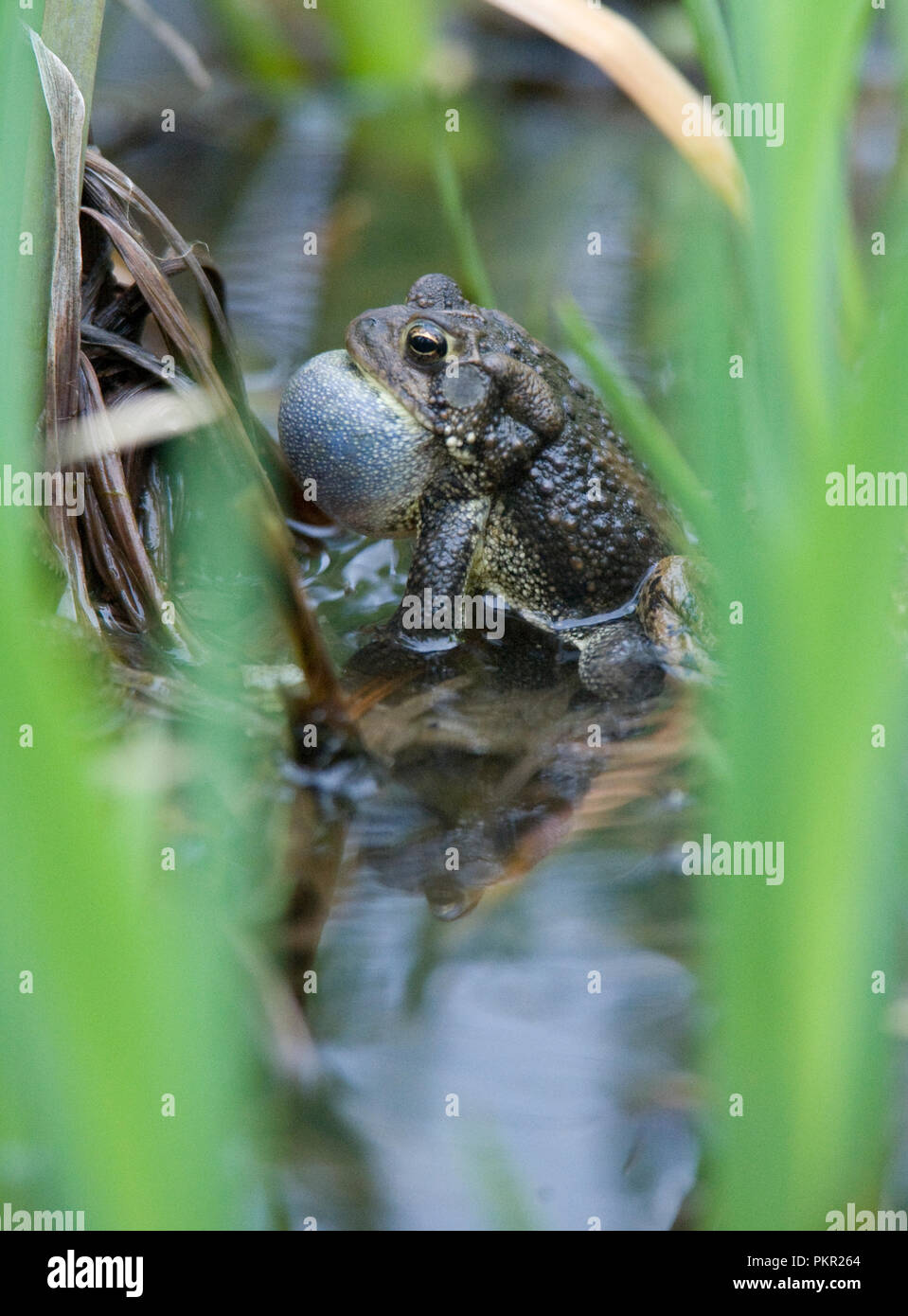 American Toad :: Bufo americanus Stock Photo - Alamy